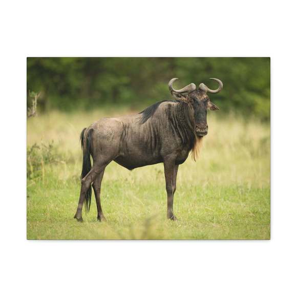 Express Your Love Gifts | Art | Funny Wildebeest Silly Wildebeest Scene ...